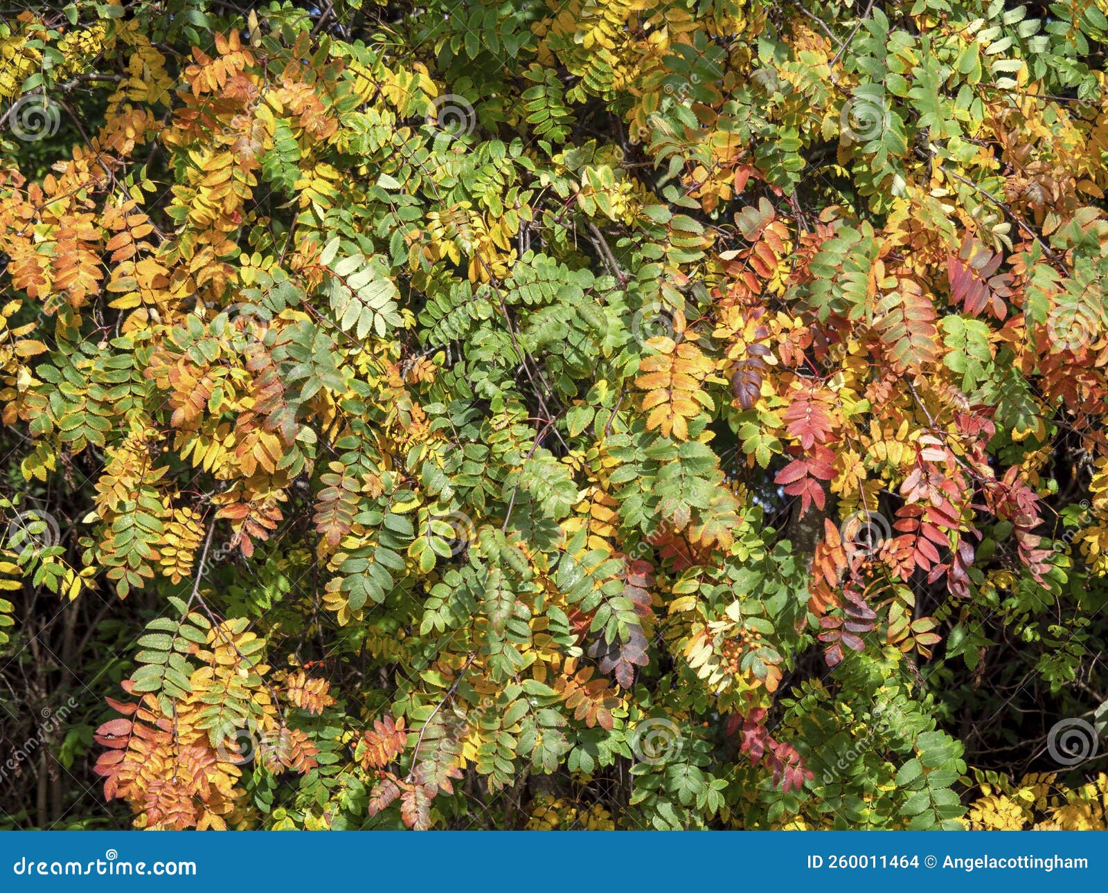 Rowan Tree Leaves with Changing Colours in Autumn Stock Photo - Image ...