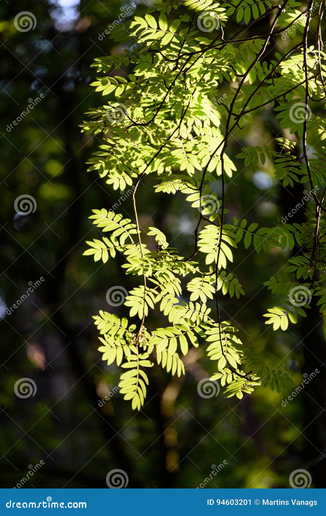 Rowan Tree Leaves in Harsh Sunlight Stock Image - Image of fresh ...