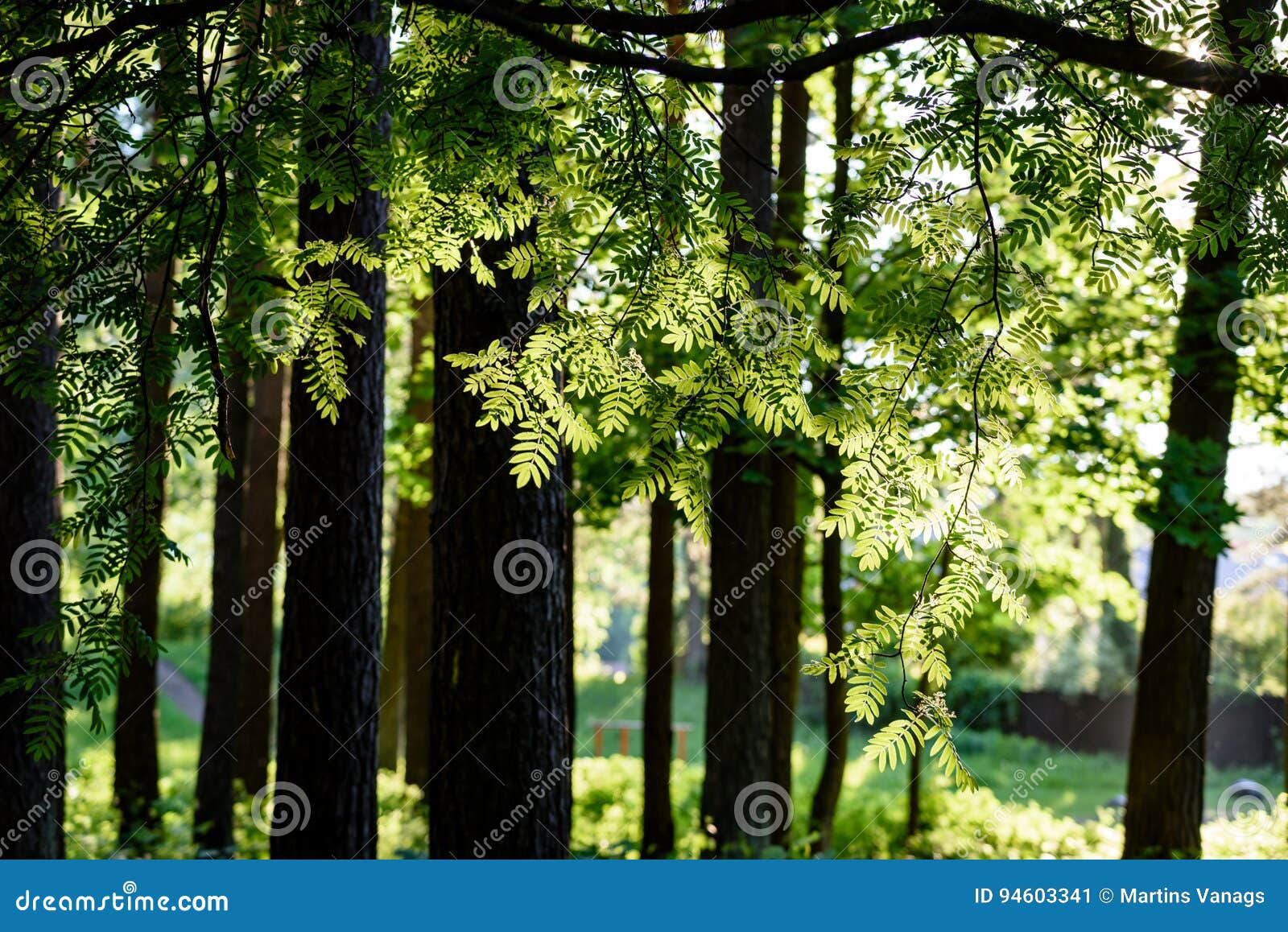 Rowan Tree Leaves in Harsh Sunlight Stock Image - Image of landscape ...
