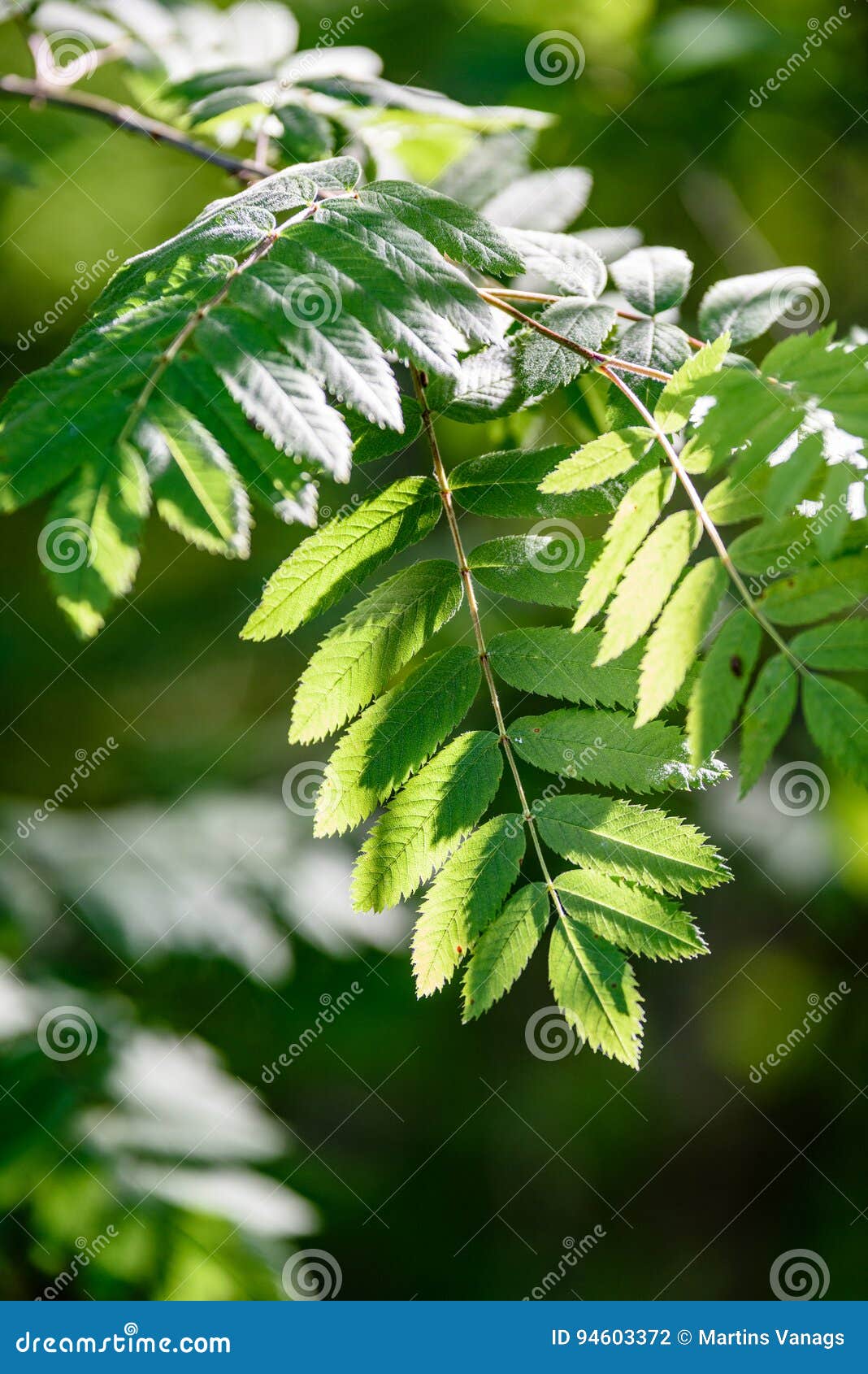 Rowan Tree Leaves in Harsh Sunlight Stock Photo - Image of bright, calm ...