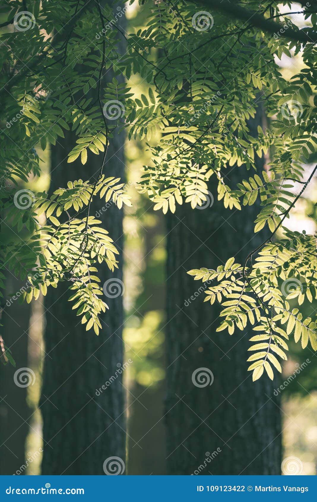 Rowan Tree Leaves in Harsh Sunlight - Vintage Green Effect Stock Photo ...