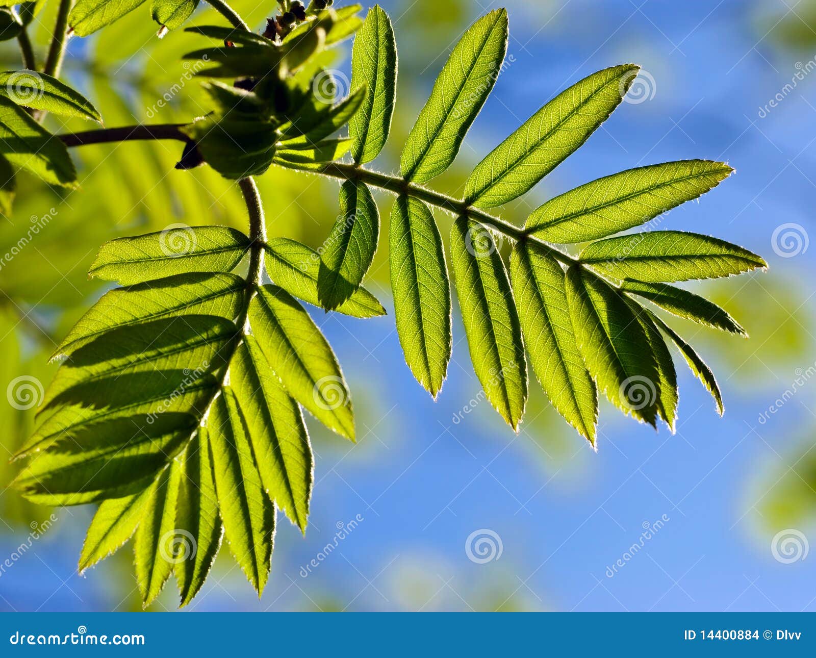 Rowan Tree Leaves In Spring Stock Images - Image: 14400884