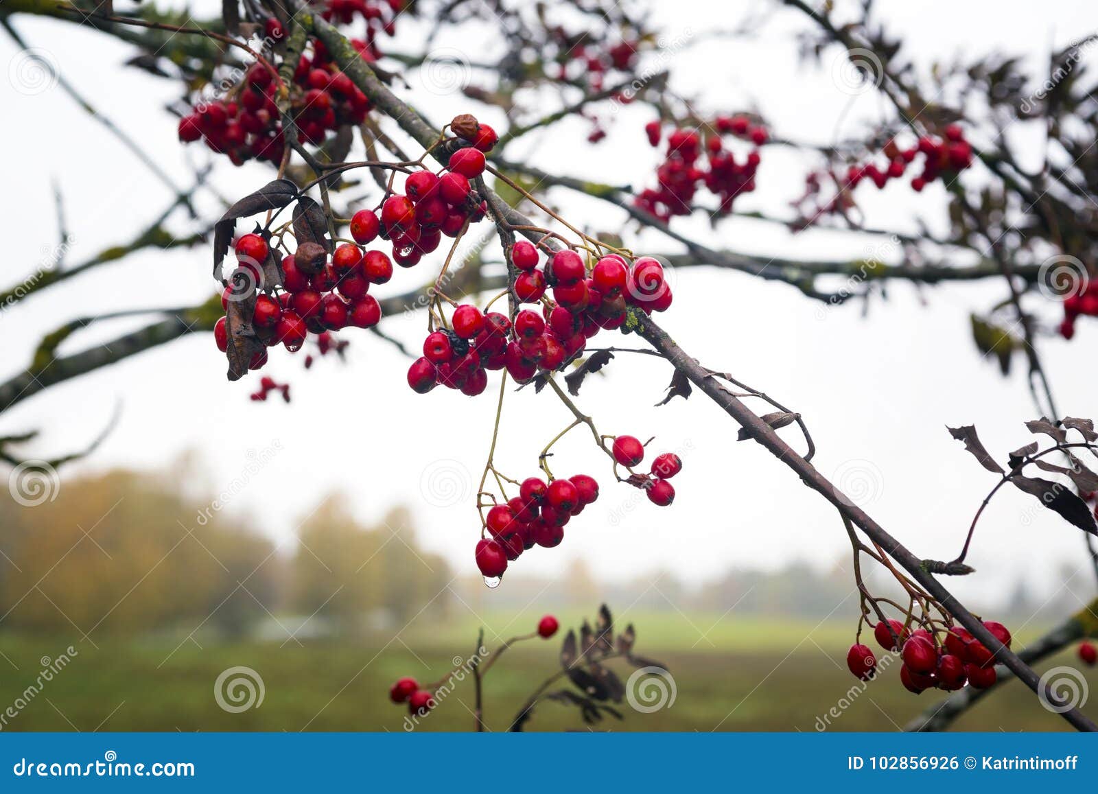 Rowan-tree Lush Bunches of Red Mountain Ash on the Branches of a Stock ...