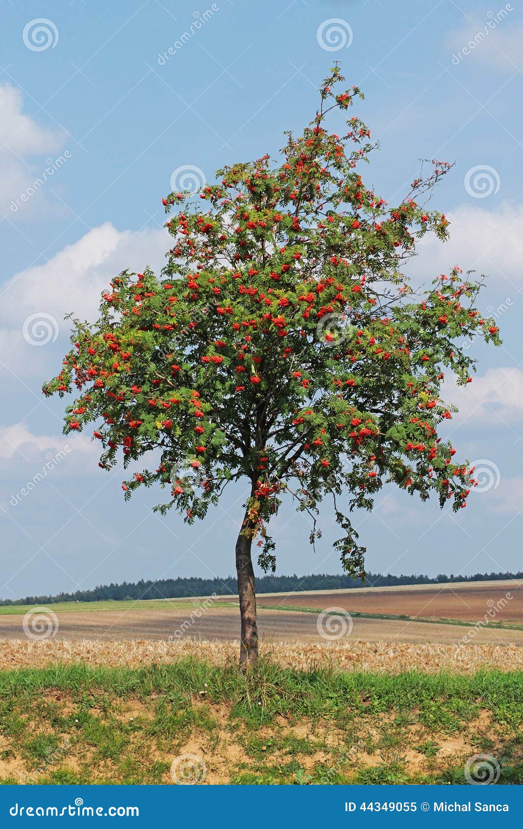 Rowan Tree in the Middle of the Autumn Field Stock Image - Image of ...