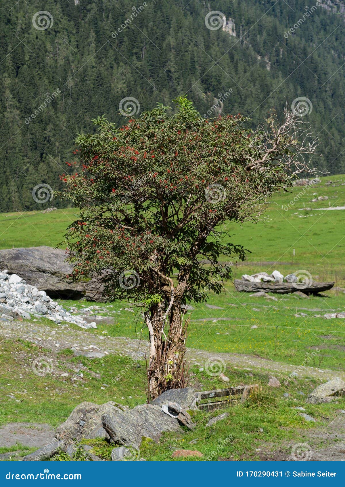 Rowan Tree on a Mountain Pasture Stock Image - Image of rock, rocks ...