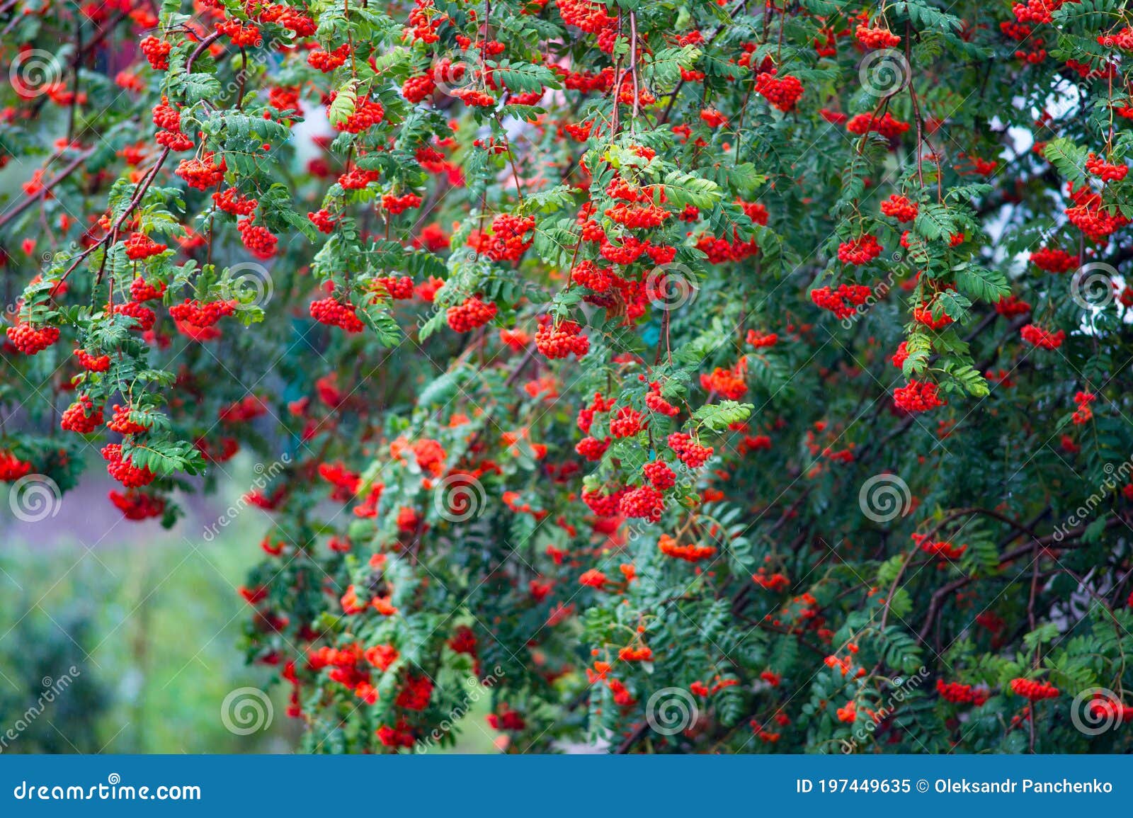 Rowan tree in the rain stock image. Image of falling - 197449635
