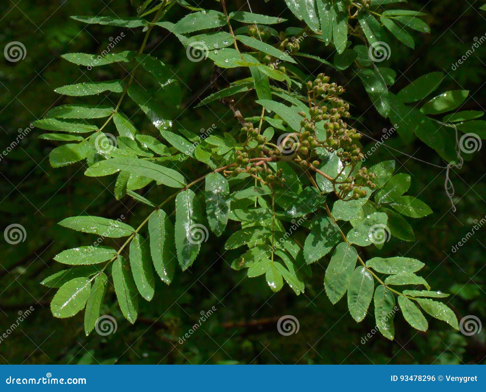 Rowan tree after rain stock photo. Image of green, outdoor - 93478296