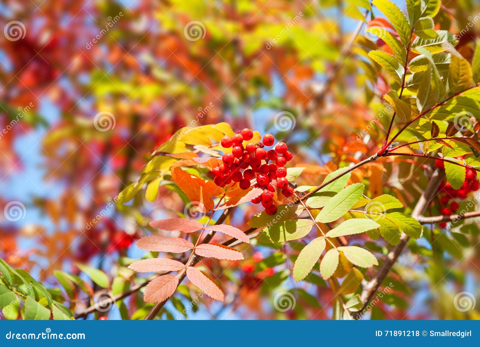 Rowan Tree with Red Berries Stock Photo - Image of park, beautiful ...
