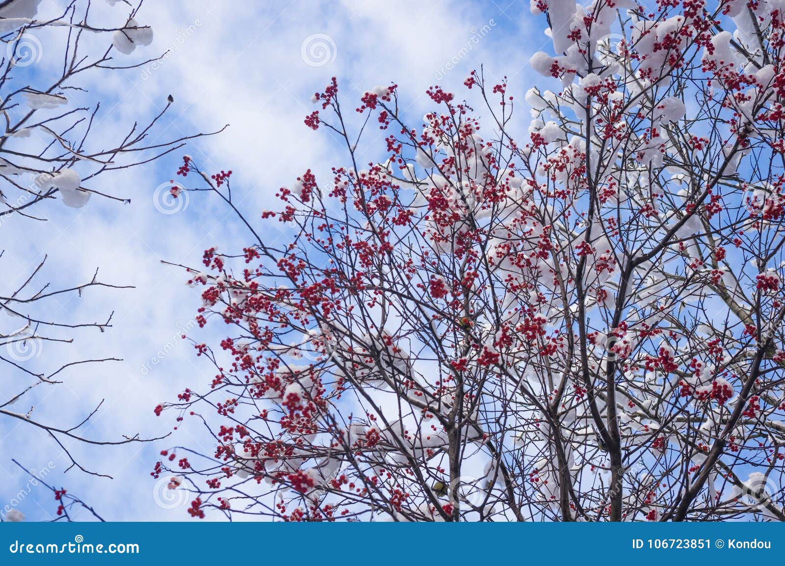 Rowan Tree with Red Berries in the Snow Stock Image - Image of beauty ...