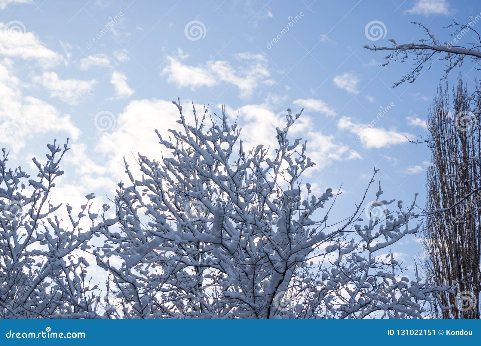 Rowan Tree with Red Berries in the Snow Stock Image - Image of flora ...