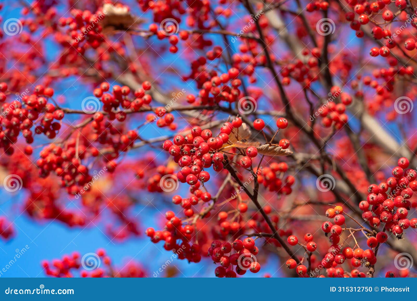 Rowan Tree with Red Berry Branch Background Stock Photo - Image of ...