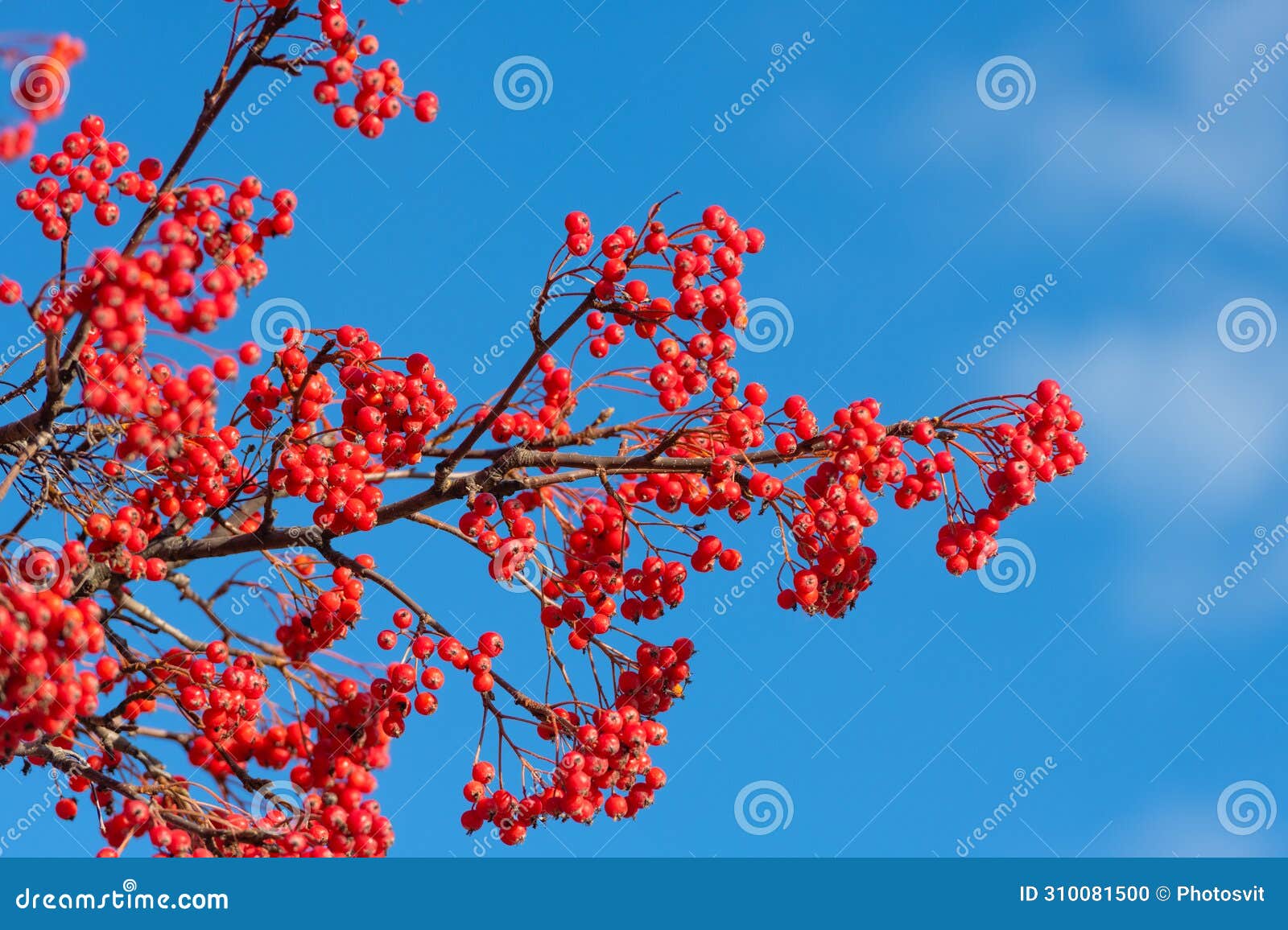 Rowan Tree with Red Berry on Branch and Bright Sky Background Stock ...
