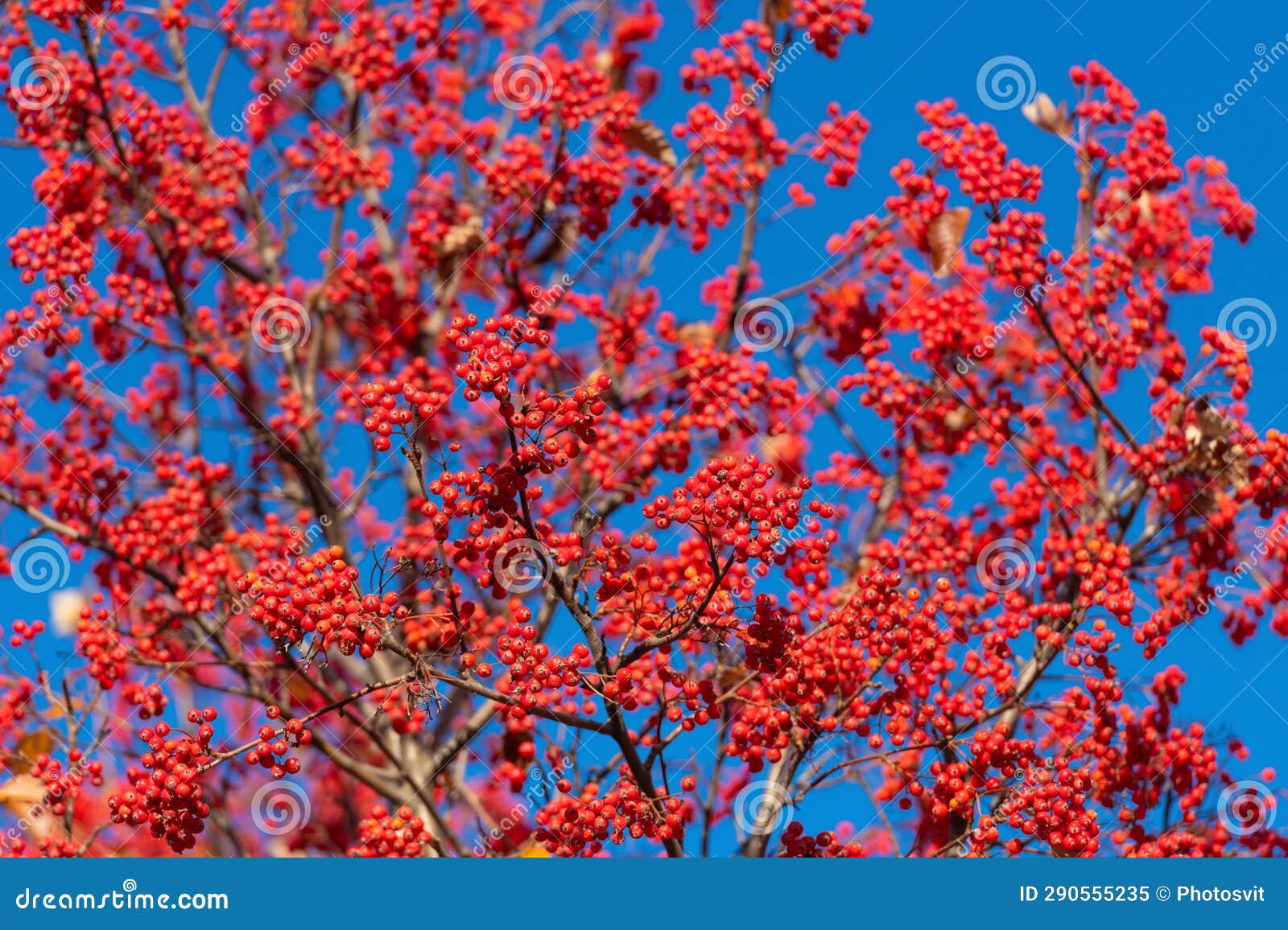 Rowan Tree with Red Berry on Branch and Sky Background Stock Image ...