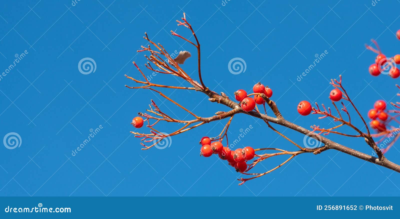 Rowan Tree with Red Berry Branch and Sky Background with Copy Space ...