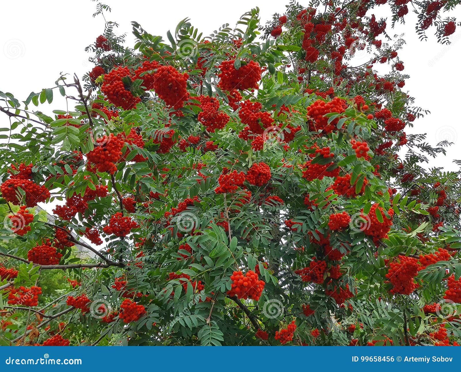 Rowan Tree with Red Rowan Berry Stock Photo - Image of green, fruit ...