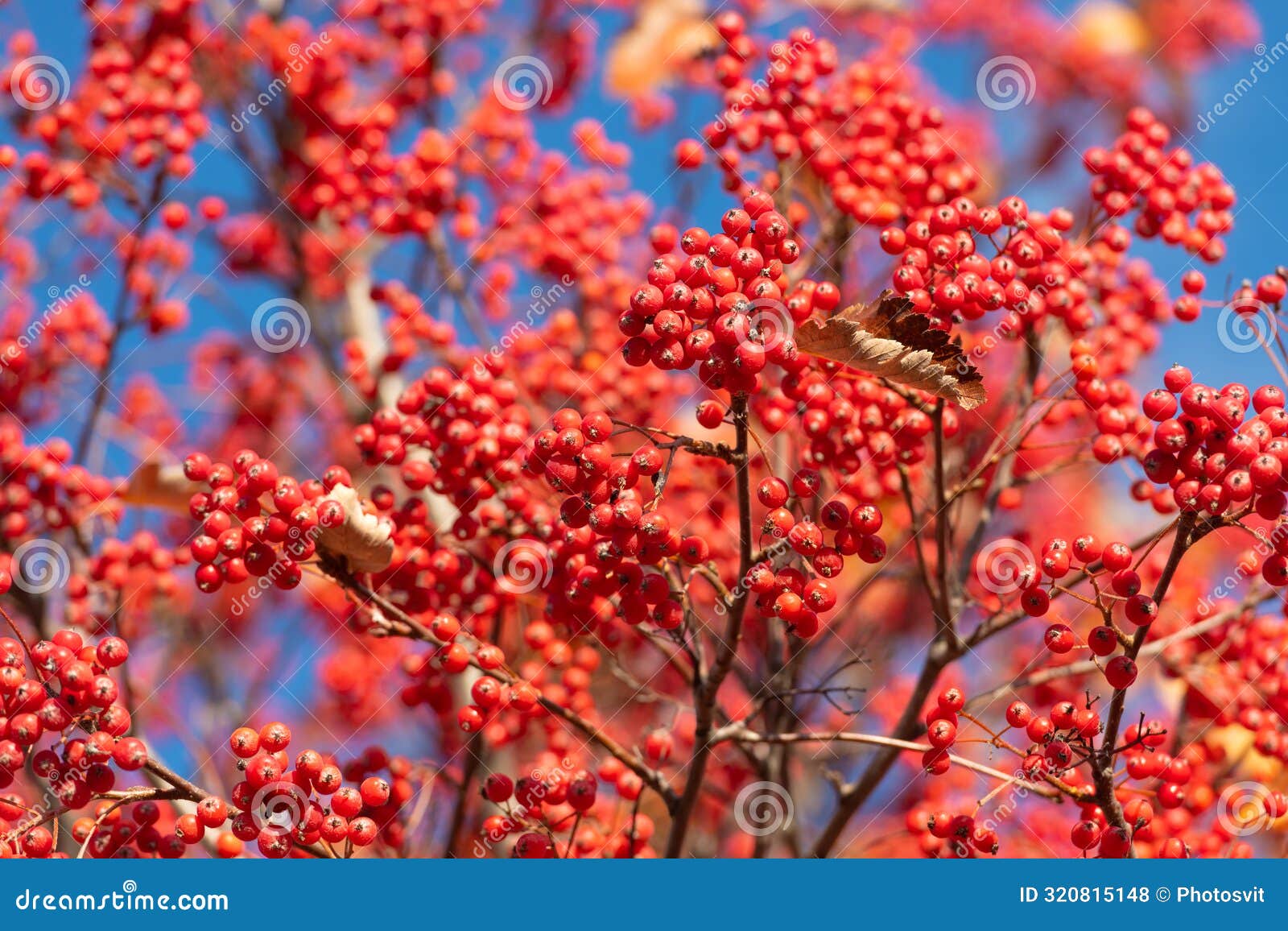 Rowan Tree with Red Berry Spring Backdrop Stock Photo - Image of nature ...