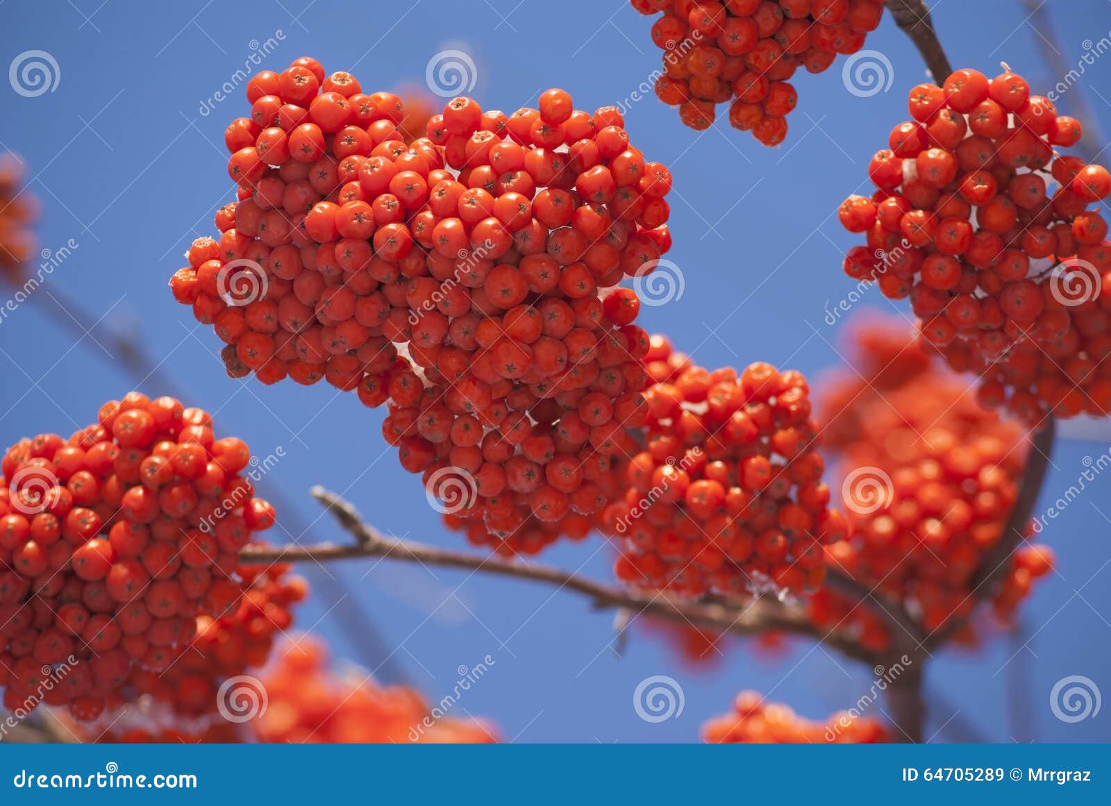 Rowan Tree Red Bunches Closeup Stock Image - Image of berries, cold ...