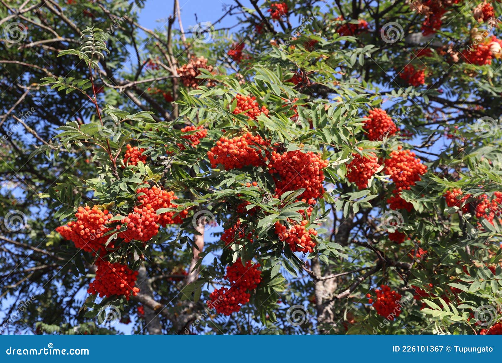 Rowan tree red fruit stock image. Image of tree, august - 226101367