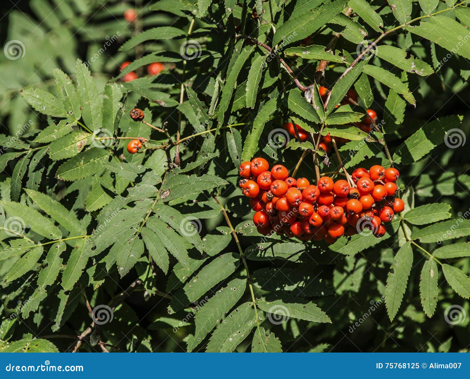 Rowan tree stock image. Image of aucuparia, garden, fresh - 75768125