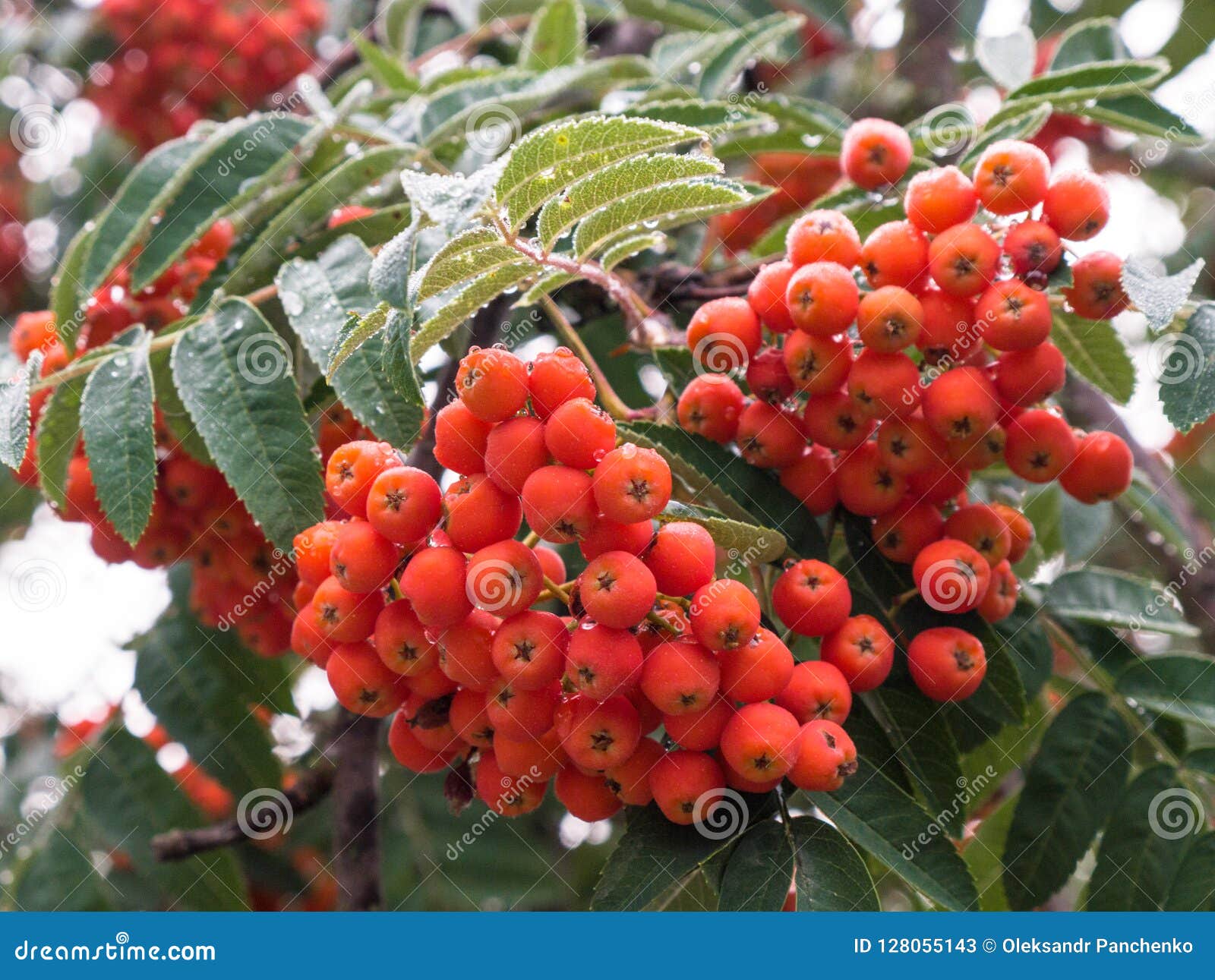 Rowan Tree with Red Ripe Rowan Berry Stock Image - Image of botany ...