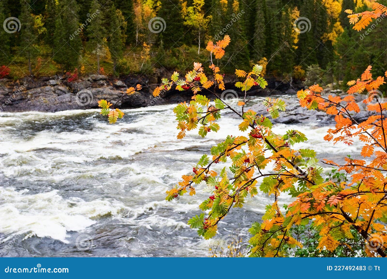 Rowan tree stock image. Image of rowan, tree, flow, flowing - 227492483