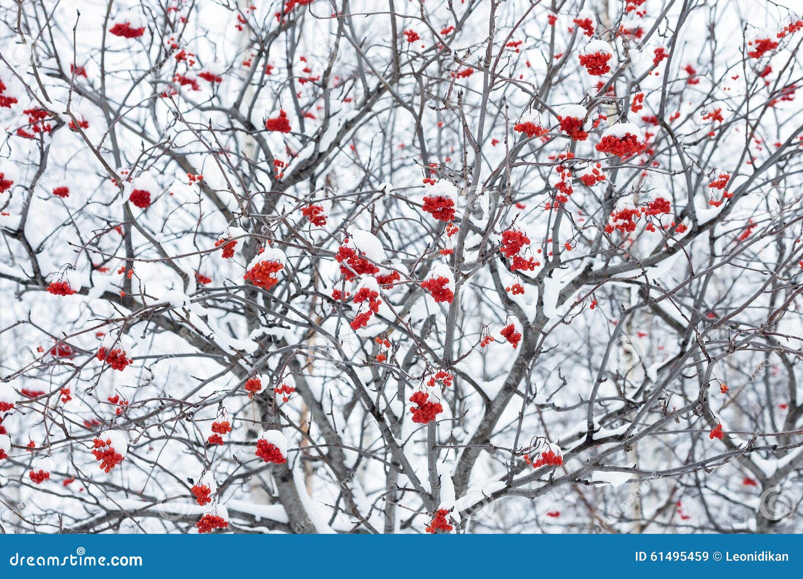 Rowan tree in the snow stock image. Image of natural - 61495459