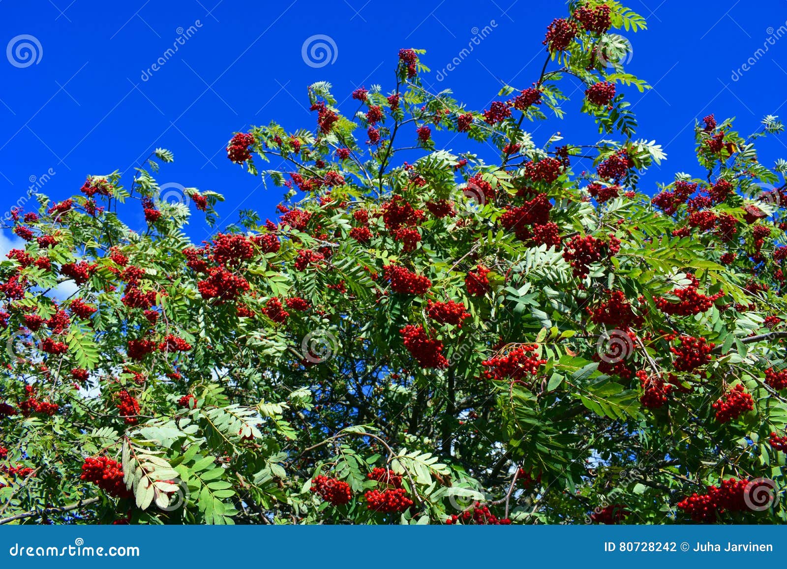 Rowan Tree Sorbus Aucuparia Stock Photo - Image of ripe, horizontal ...