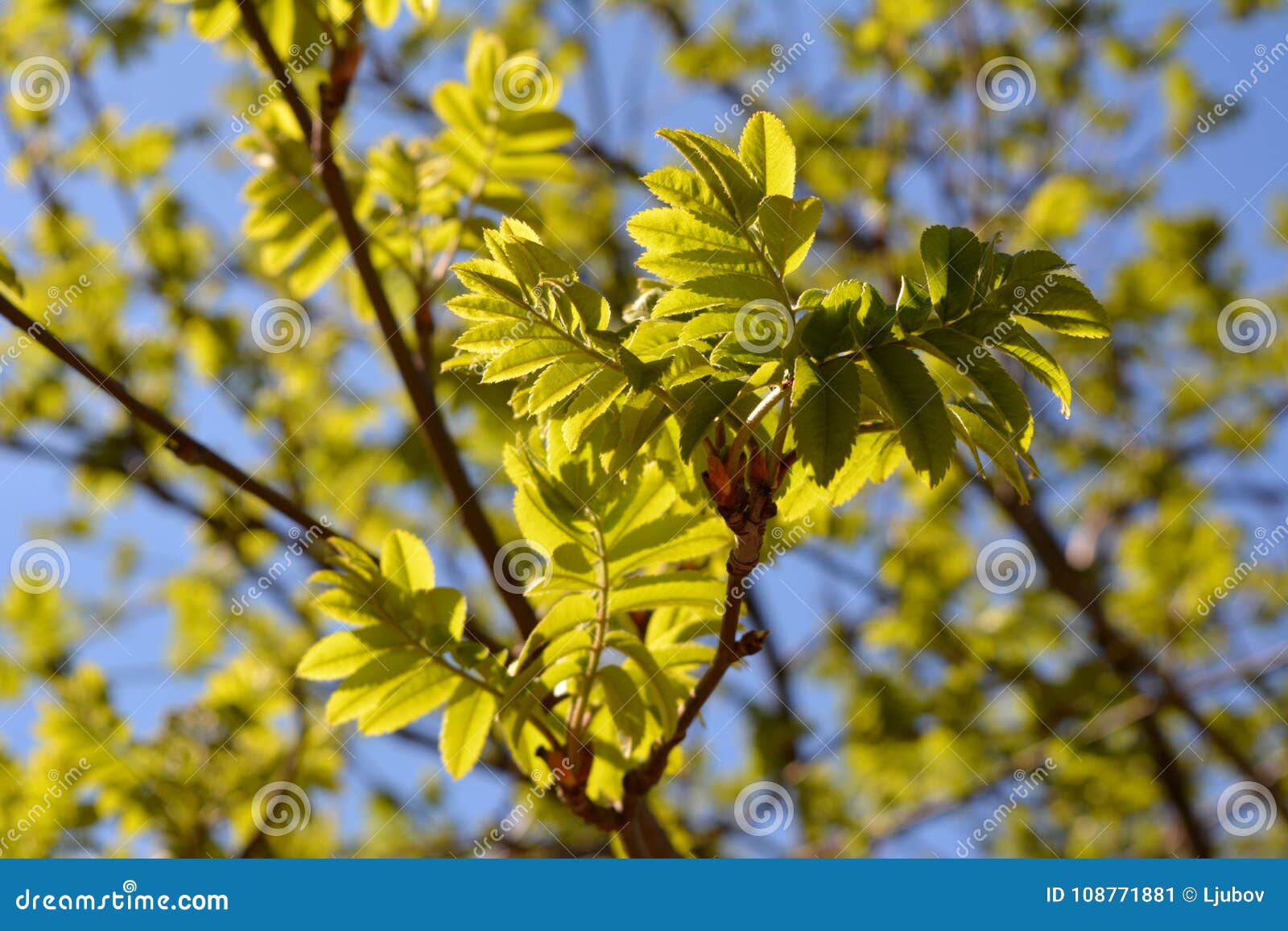 Rowan Tree in Spring. Young Green Leaves in Sunny Day Stock Image ...