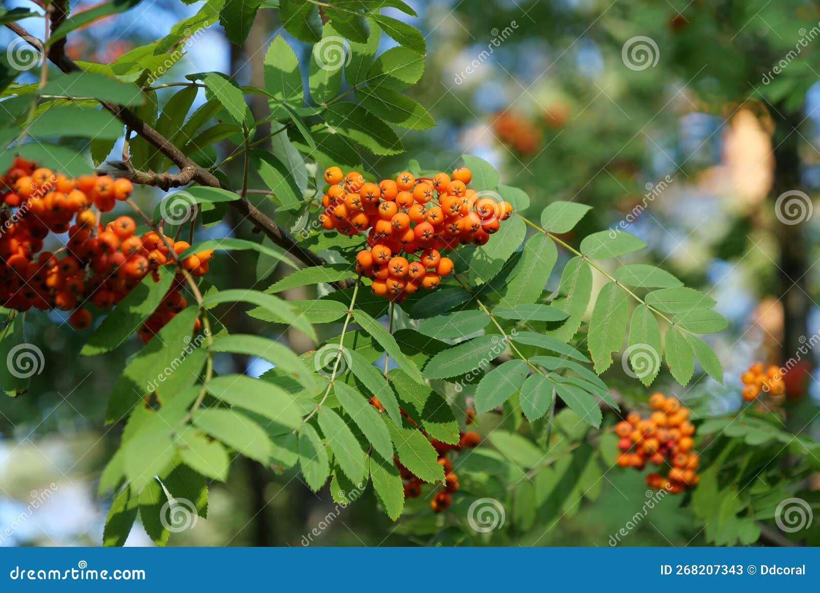 Rowan Tree in Summer Forest Stock Image - Image of conifer, berry ...