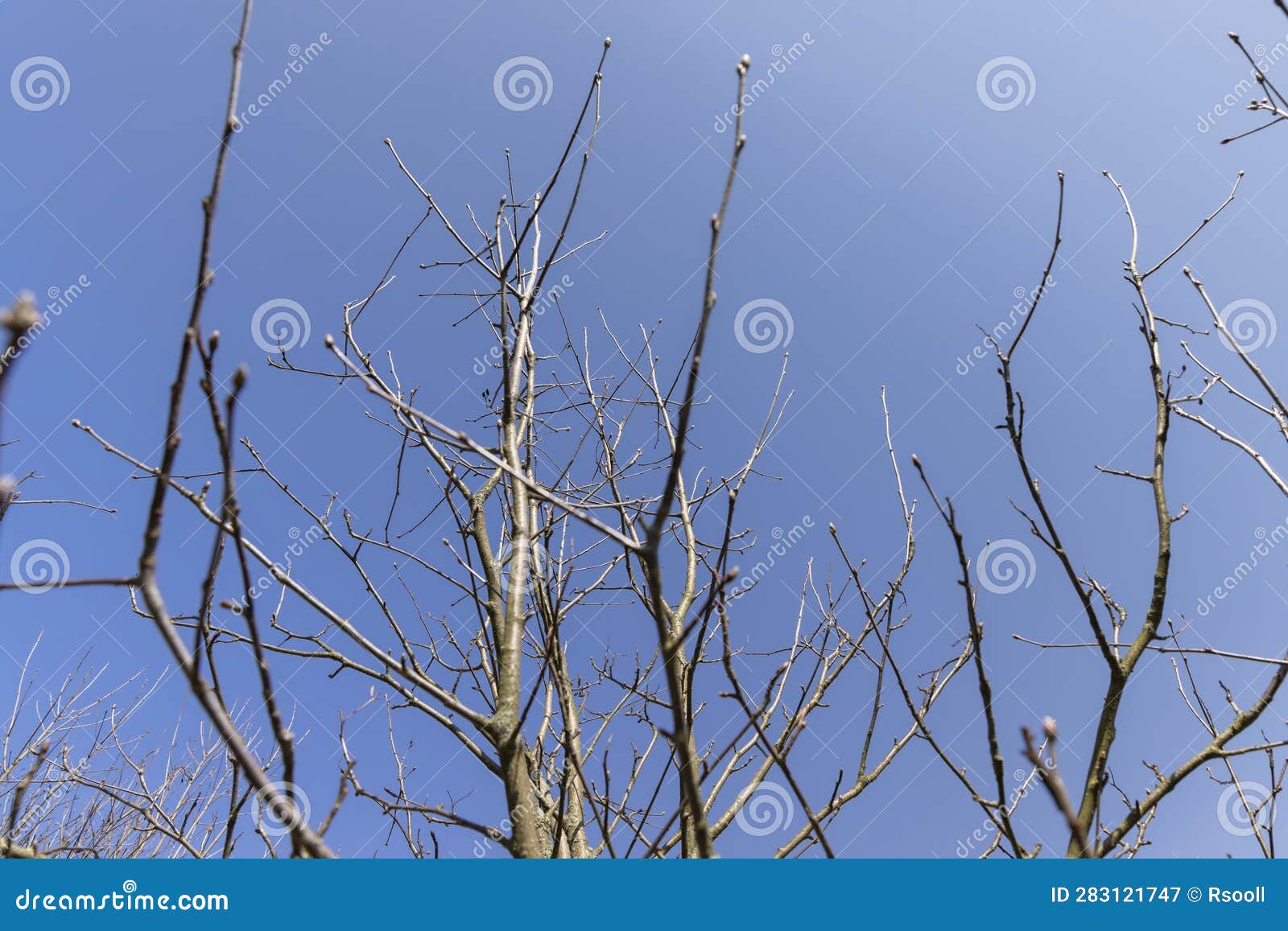 Rowan Tree in Sunny Weather in Early Spring Stock Image - Image of bush ...