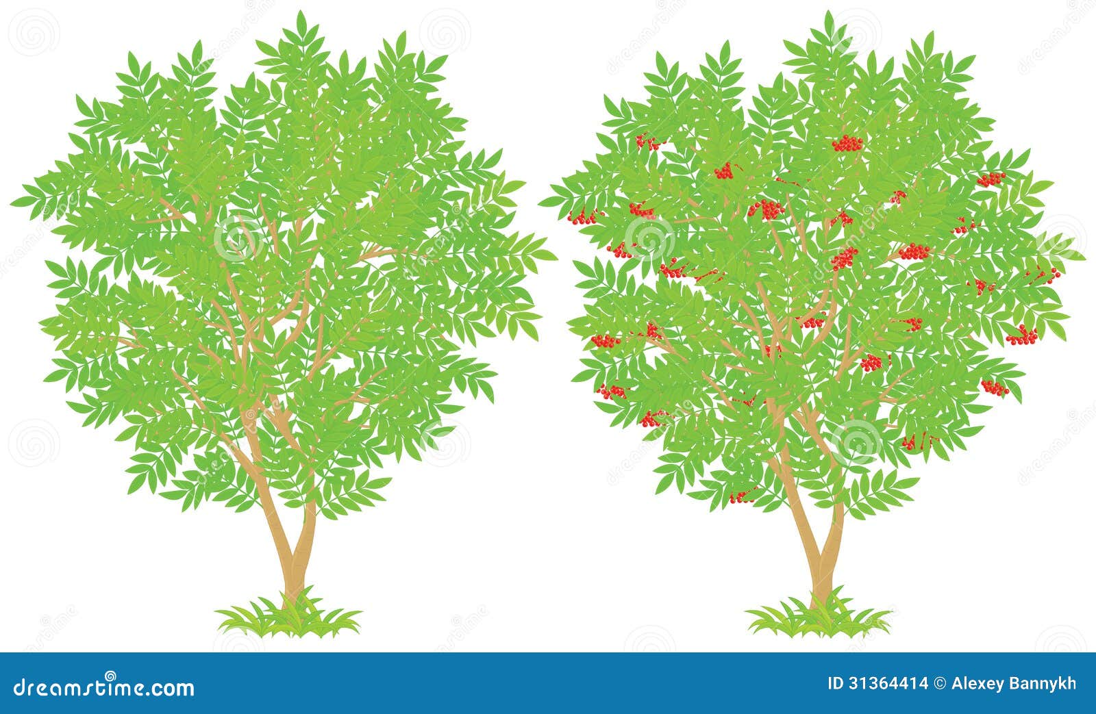 Rowan stock vector. Illustration of background, sorb - 31364414