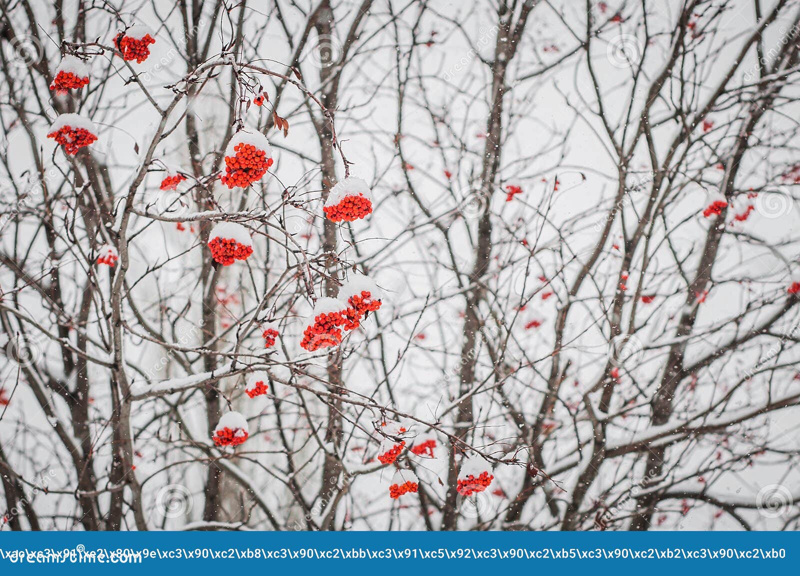 Rowan tree in winter. stock image. Image of rowan, tree - 104982199