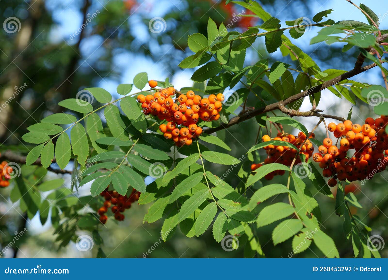 Rowan tree in the wood stock photo. Image of atmosphere - 268453292