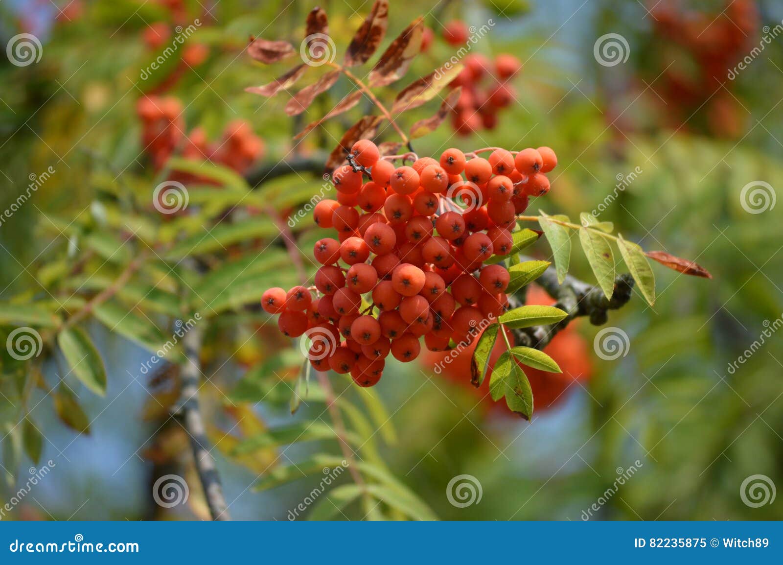 Rowan stock image. Image of yields, berries, eaten, sorbus - 82235875