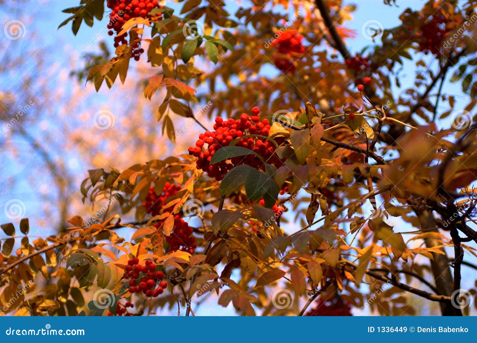 Rowan twig stock image. Image of color, orange, green - 1336449