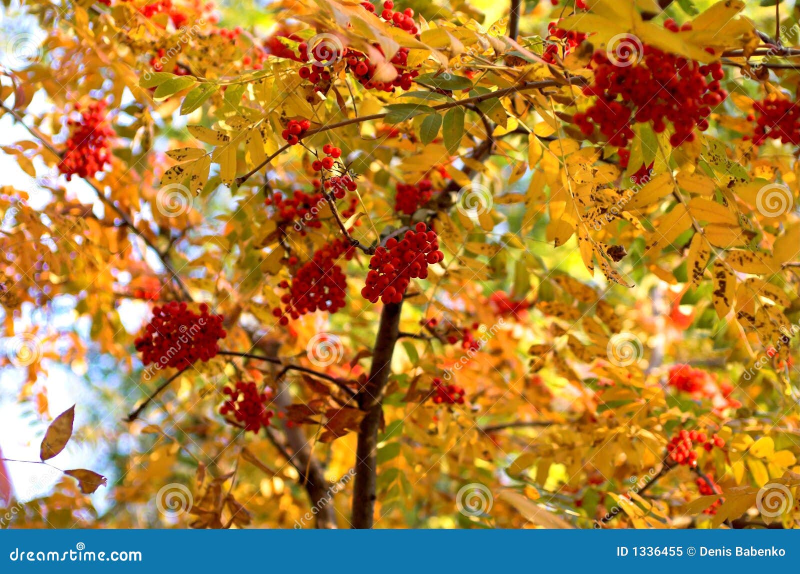Rowan twig stock image. Image of rowanberry, green, autumn - 1336455
