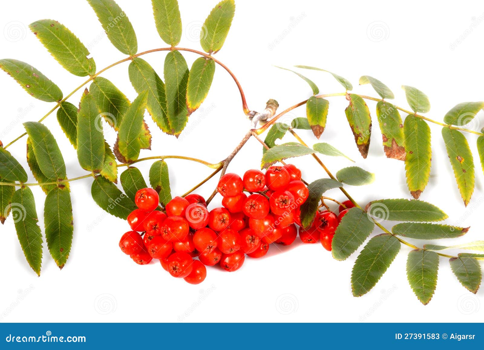 Rowan twig stock image. Image of berry, bunch, plant - 27391583