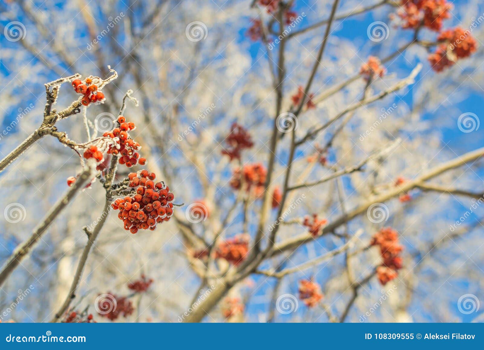 Mountain Ash in Winter on Sky Background Stock Image - Image of ...