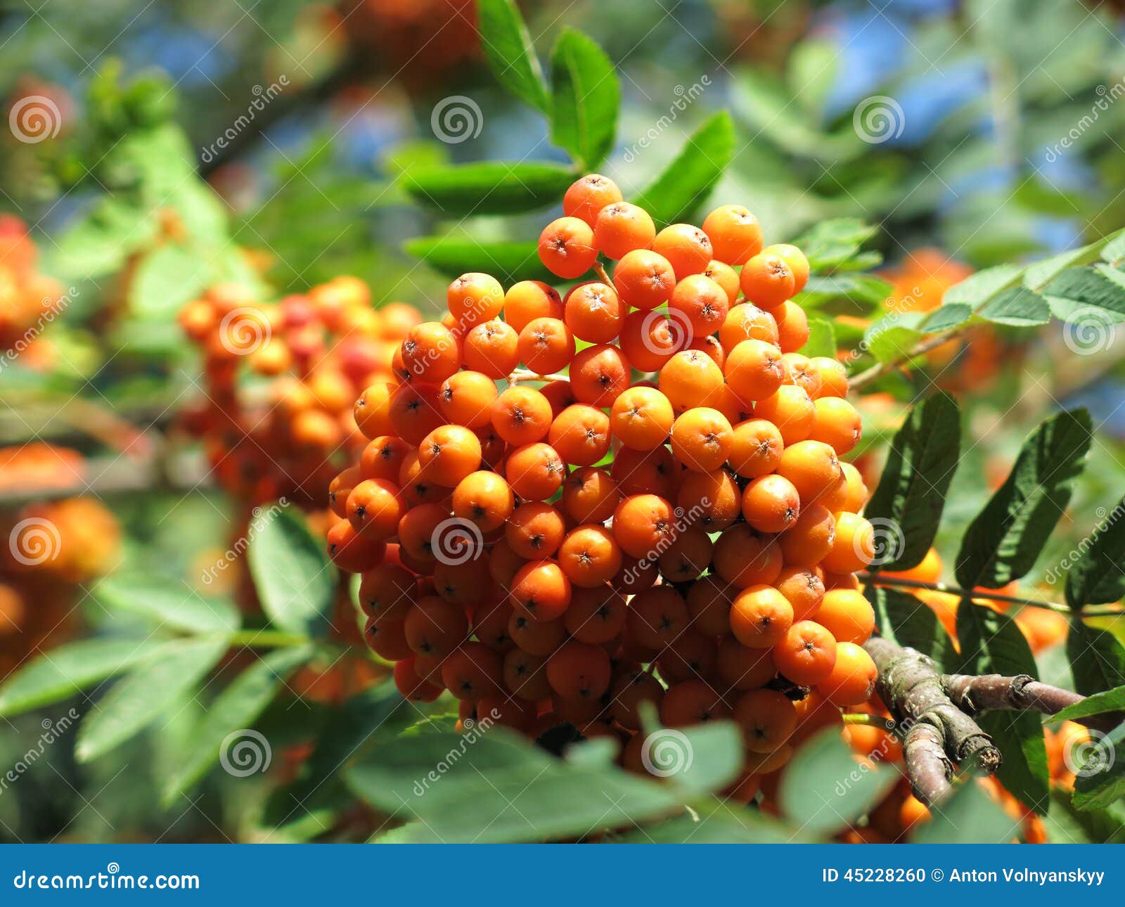 Rowanberries stock photo. Image of botany, rowanberry - 45228260