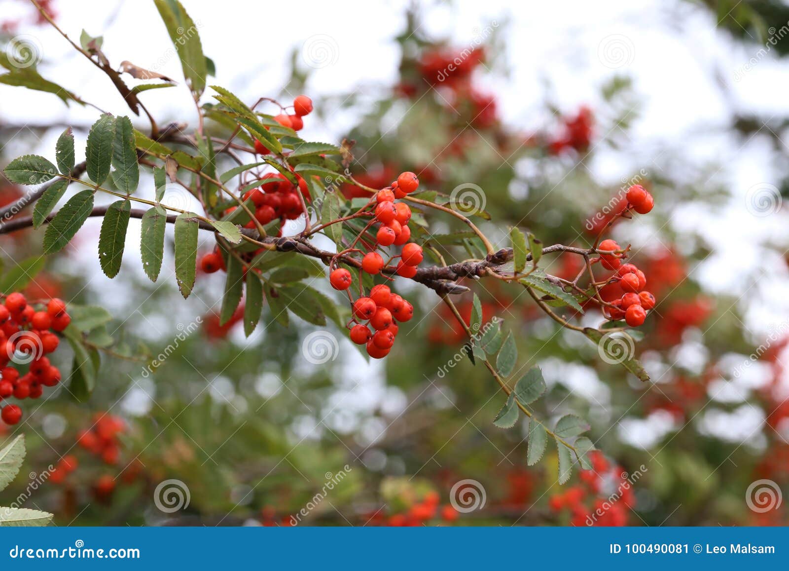 Rowanberries on a Rowanberry Tree Stock Image - Image of leaf, nature ...
