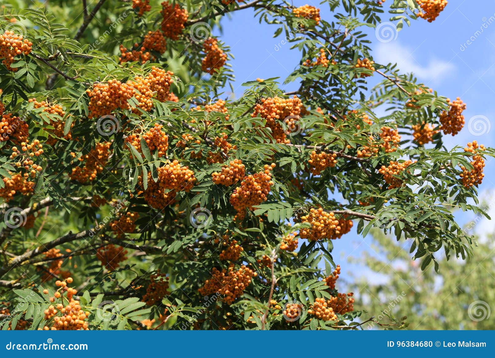 Rowanberries on a Rowanberry Tree Stock Photo - Image of closeup, tree ...