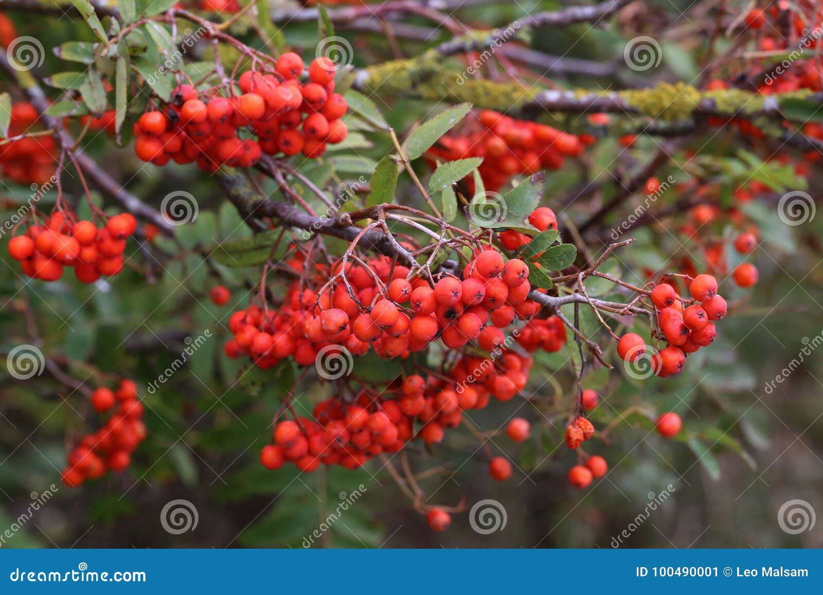 Rowanberries on a Rowanberry Tree Stock Image - Image of rowan, sorbus ...
