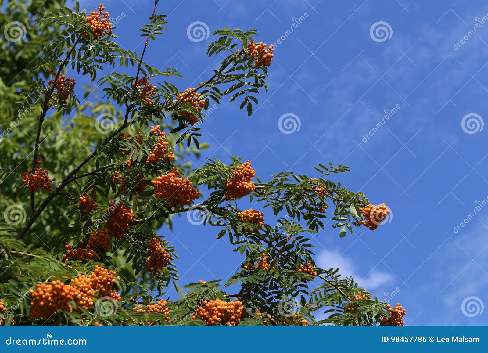 Rowanberries on a Rowanberry Tree Stock Photo - Image of beautiful ...