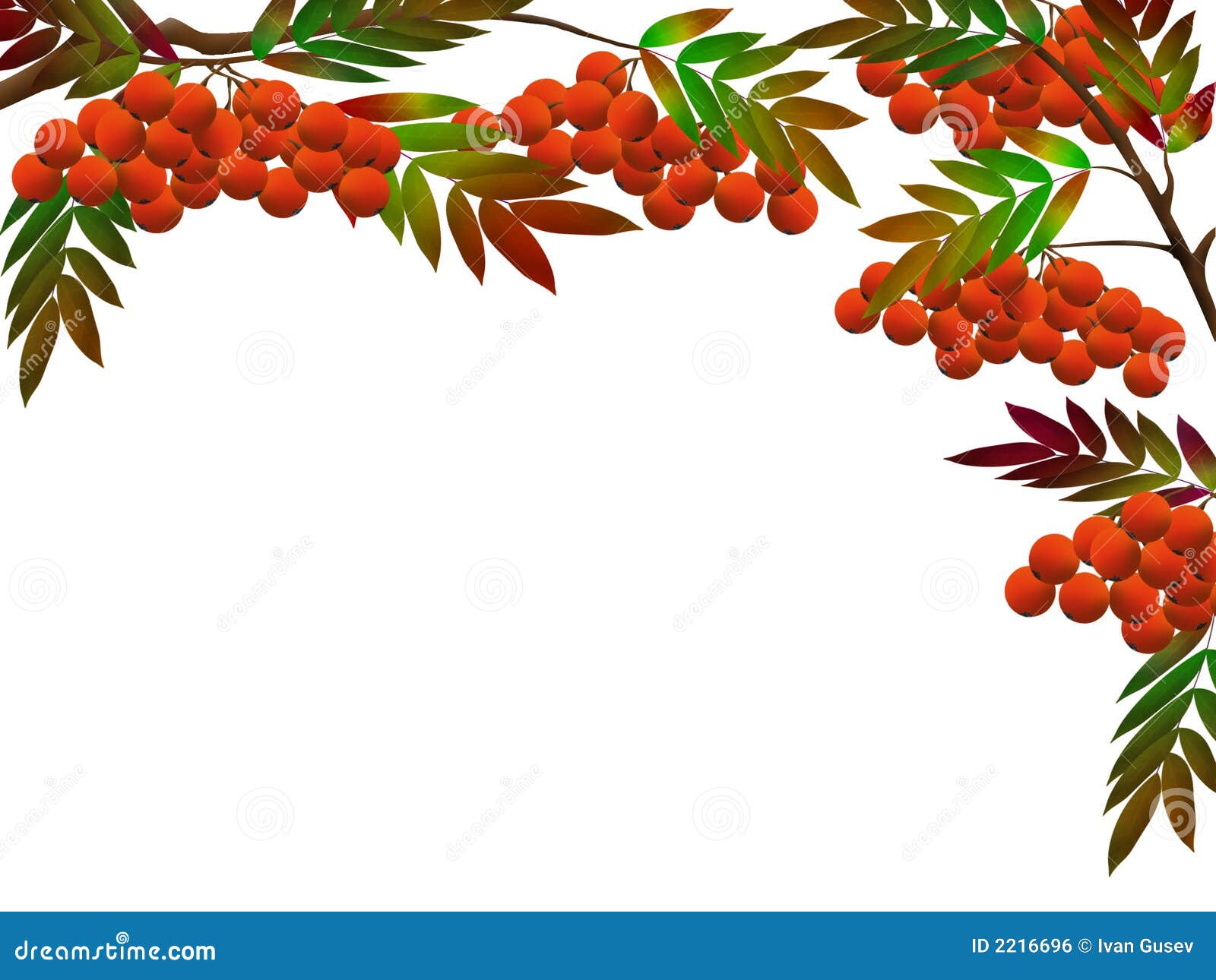 Rowanberry_1 stock illustration. Illustration of white - 2216696