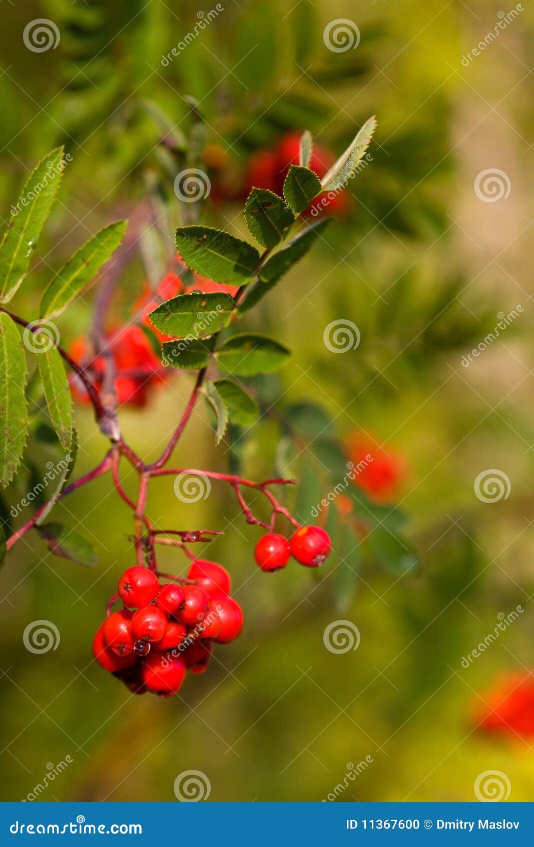 Rowanberry stock photo. Image of ripe, bunch, vibrant - 11367600