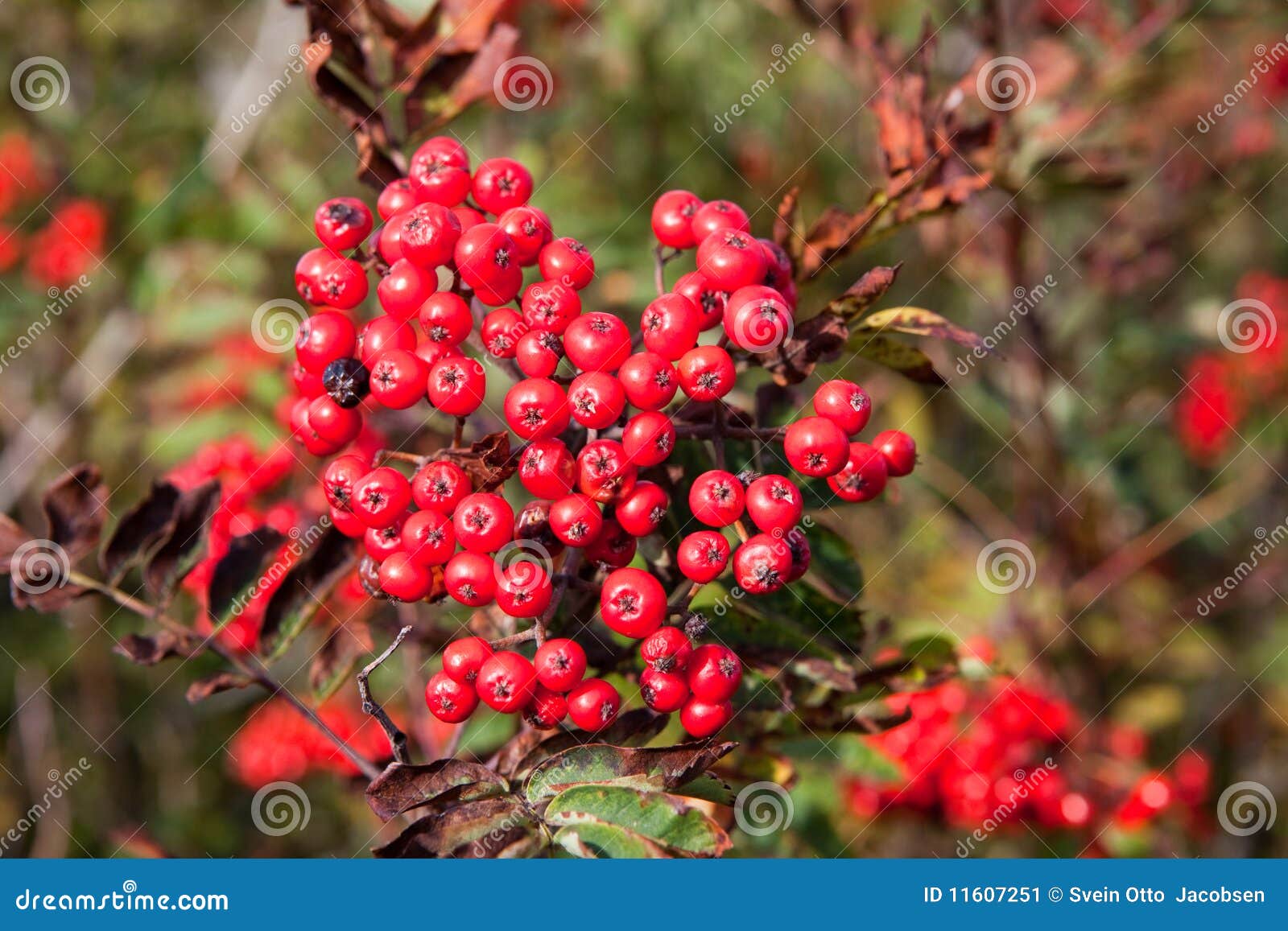 Rowanberry stock image. Image of autumn, harvest, hordaland - 11607251