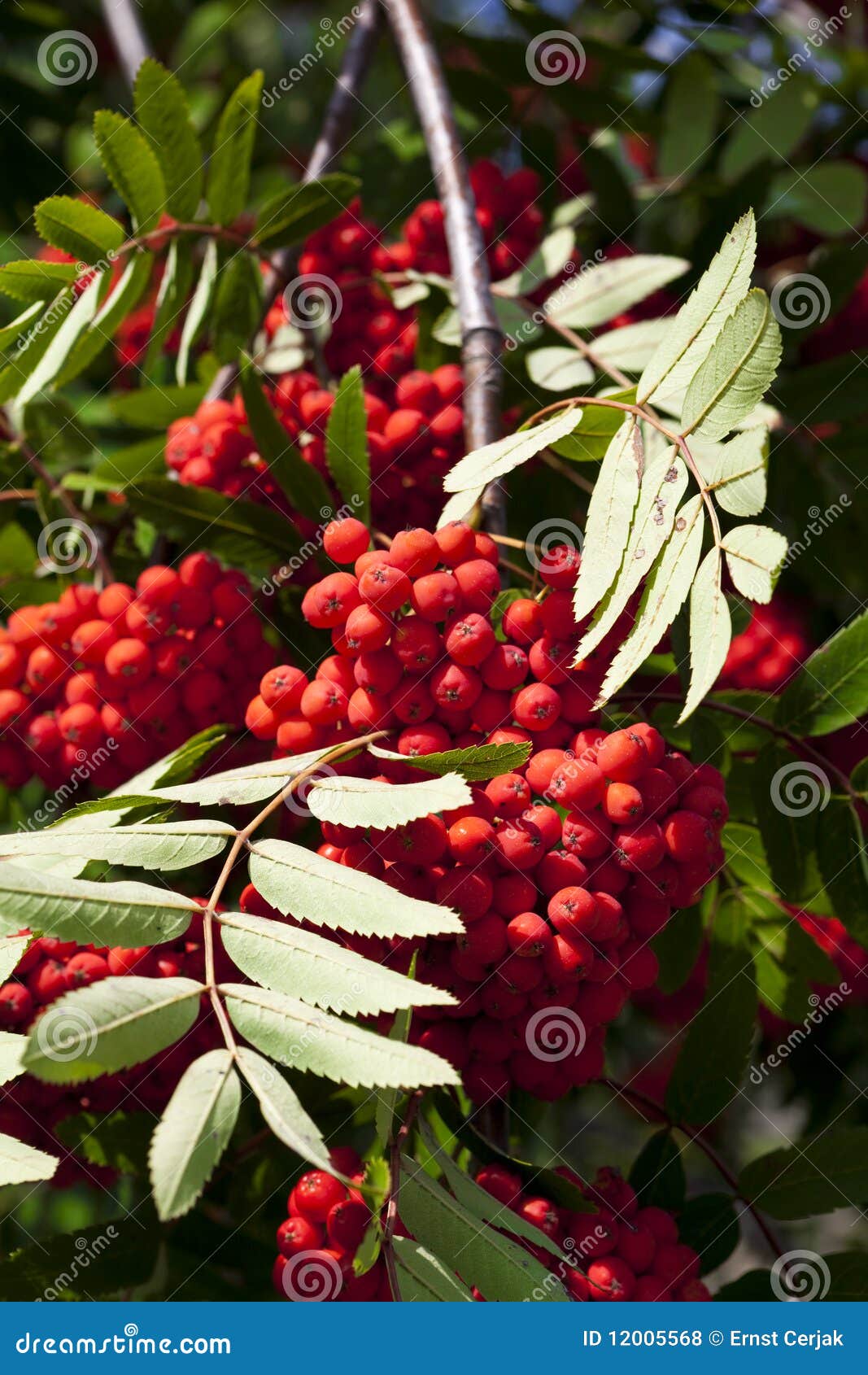 Rowanberry stock photo. Image of garden, berry, herbal - 12005568