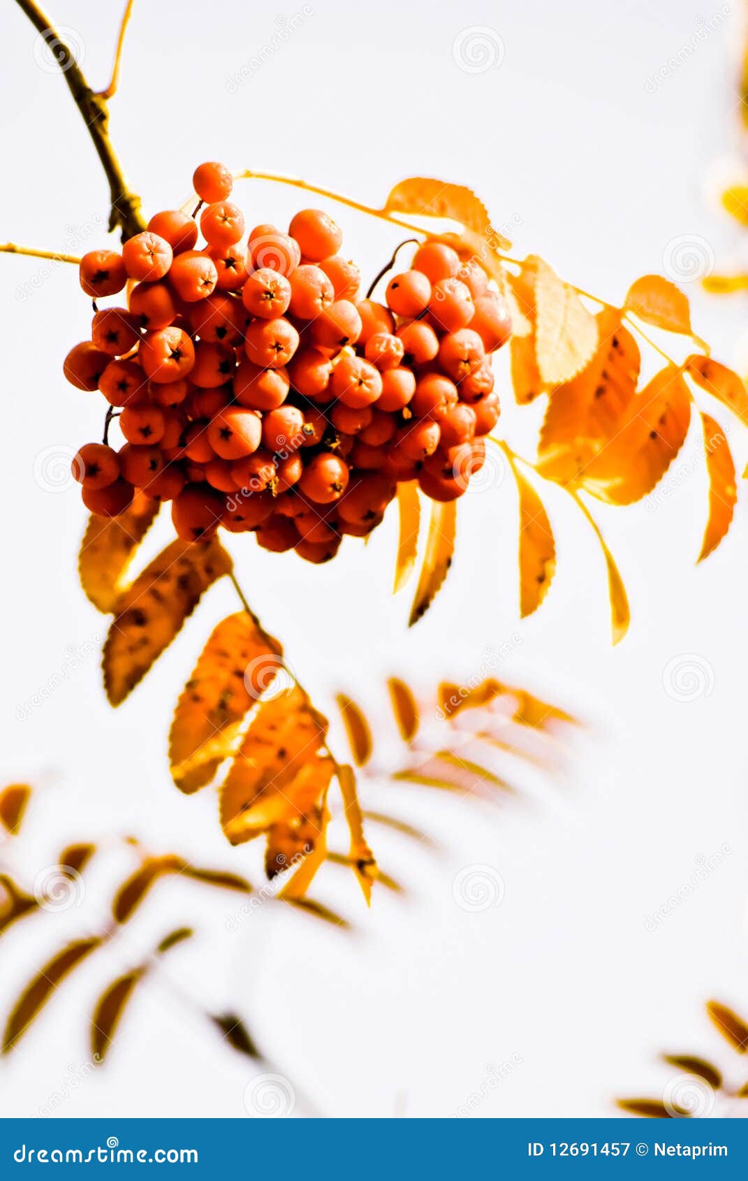 Rowanberry stock image. Image of fruit, beauty, rowan - 12691457