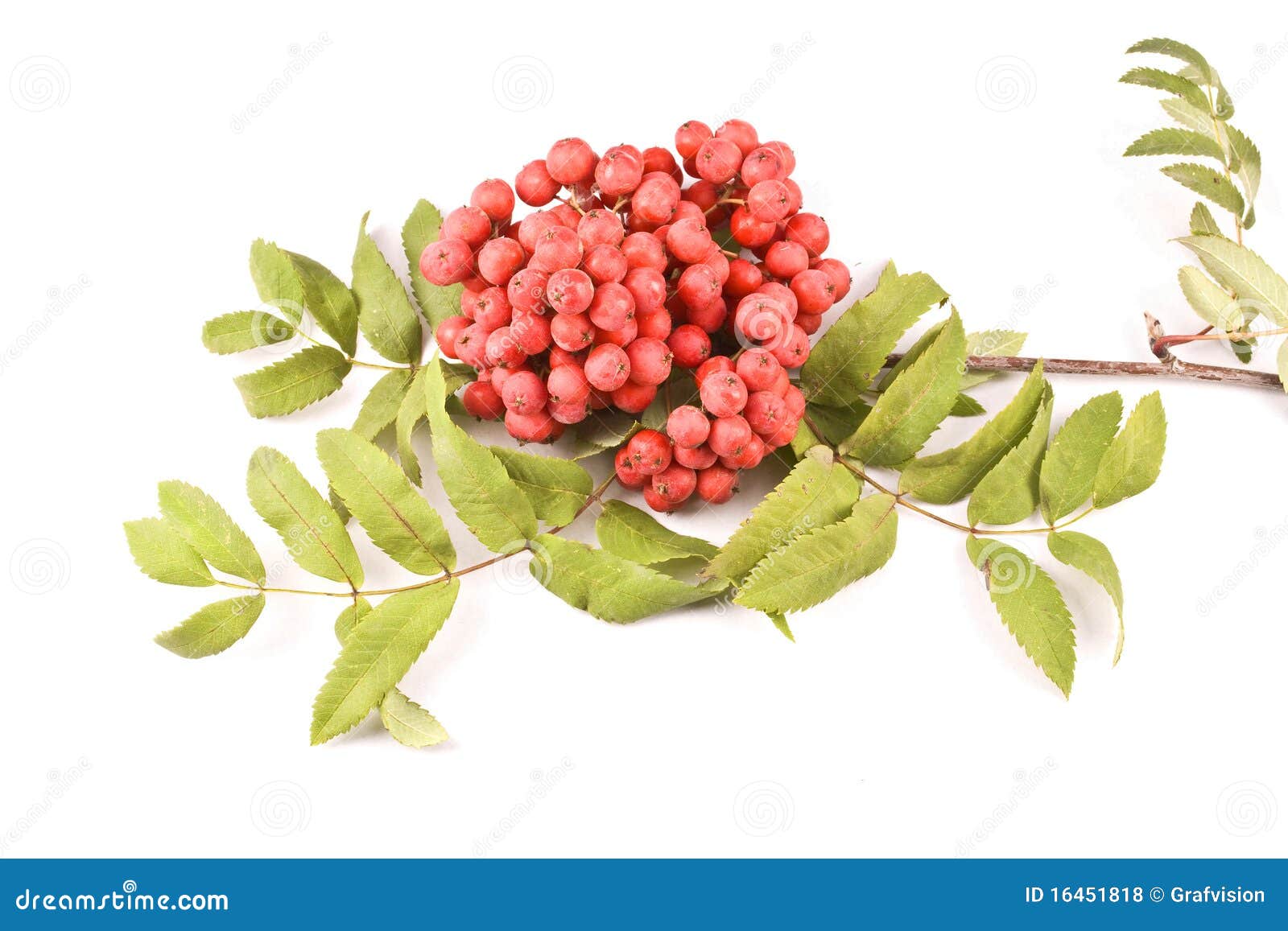 Rowanberry stock photo. Image of berries, bundle, tree - 16451818