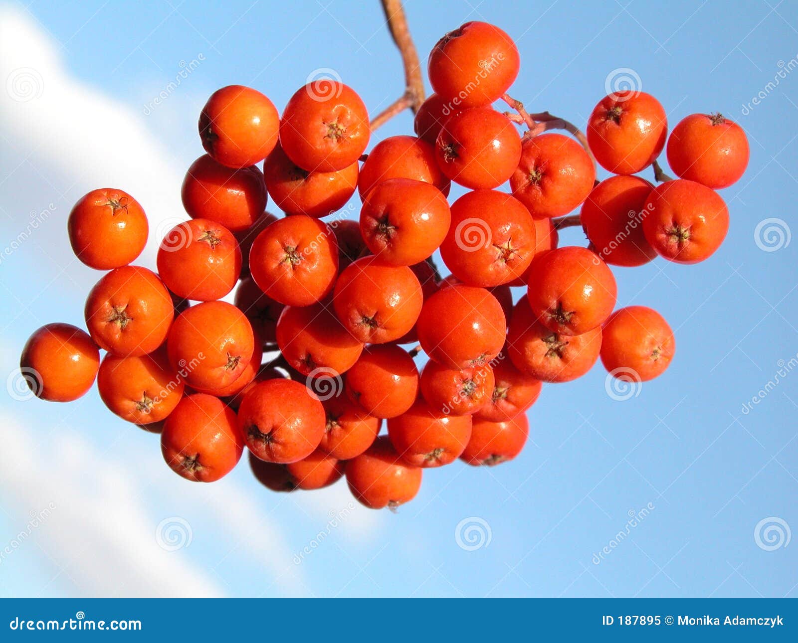 Rowanberry stock image. Image of plant, bunchy, tree, isolated - 187895